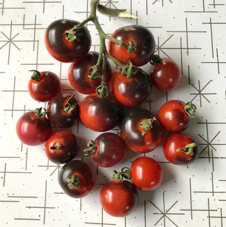 Vined Tomato - Ruby Red – Dastgyr